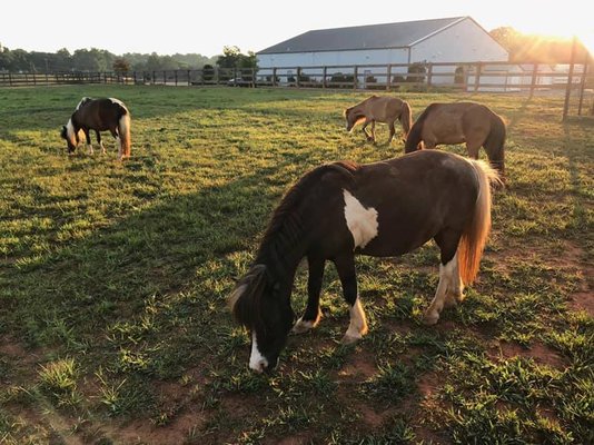 RESCUE RANCH - Updated June 2024 - 29 Photos - 1424 Turnersburg Hwy ...