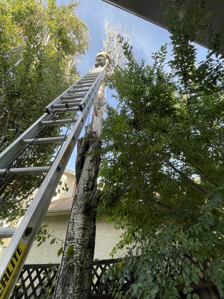 SOUTH EAST TREE CUTTING AND REMOVAL - Updated November 2024 - Winnipeg ...