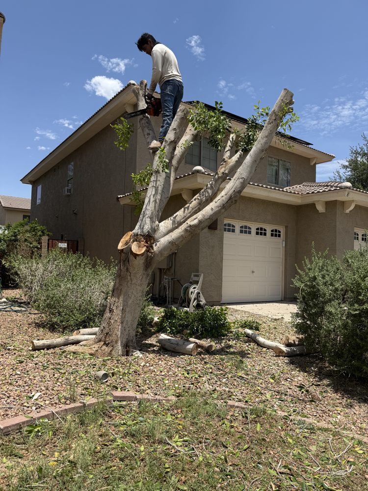 LOBO’S LANDSCAPING - Updated August 2025 - 19 Photos - 15430 N 25th St ...