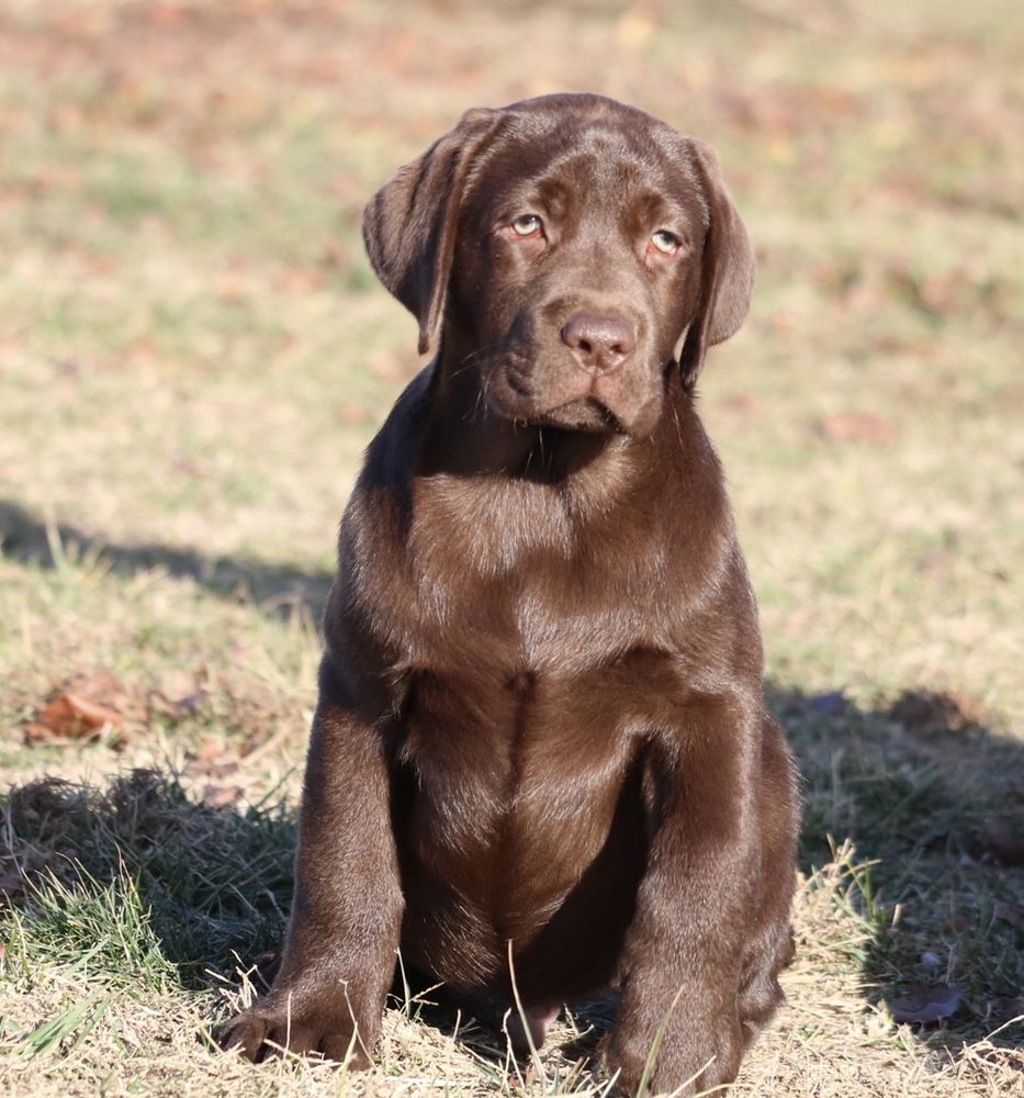 SIMPSON’S LABRADOR RETRIEVERS - Updated December 2025 - 38 Photos - Red ...
