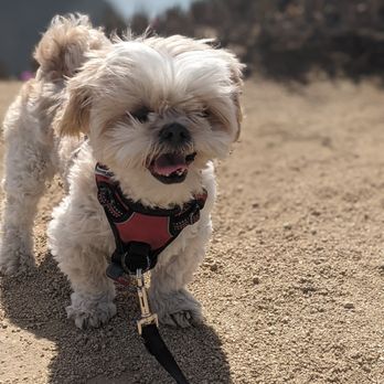 SPAGO DOG - Updated December 2025 - 117 Photos & 219 Reviews - 4900 ...