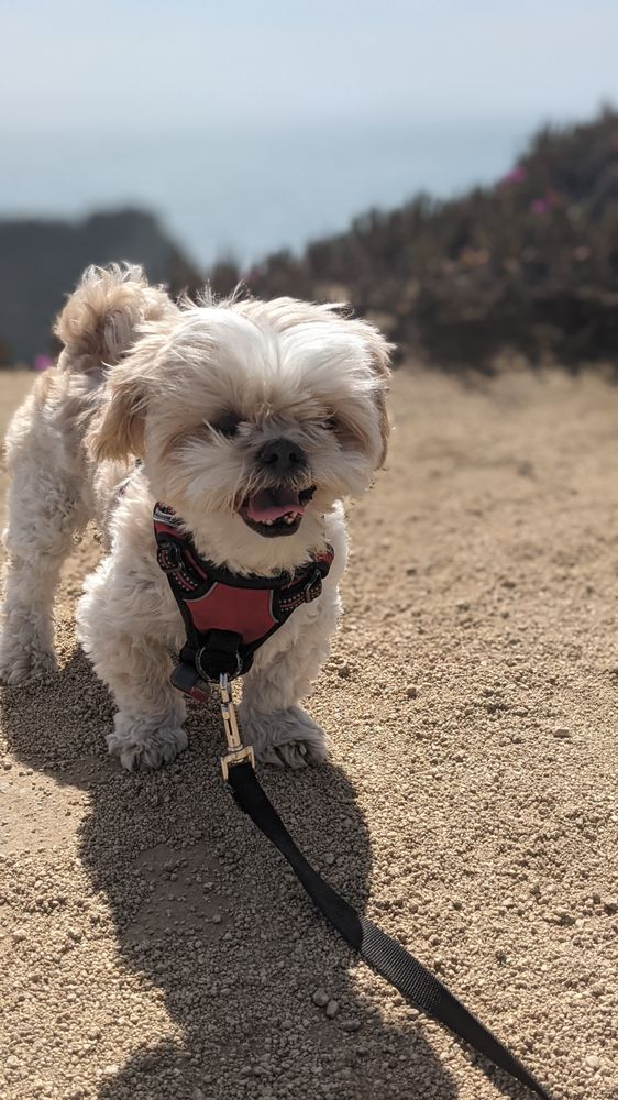 SPAGO DOG - Updated August 2025 - 115 Photos & 218 Reviews - 4900 ...