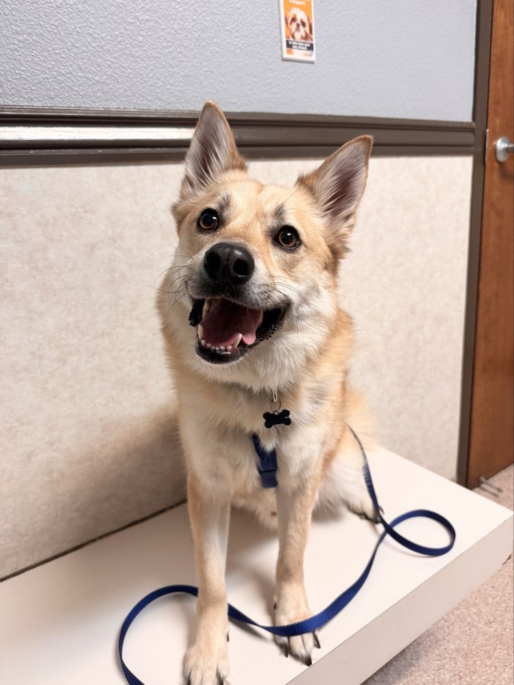 CROWS LANDING ROAD VETERINARY CLINIC - Updated January 2025 - 19 Photos ...