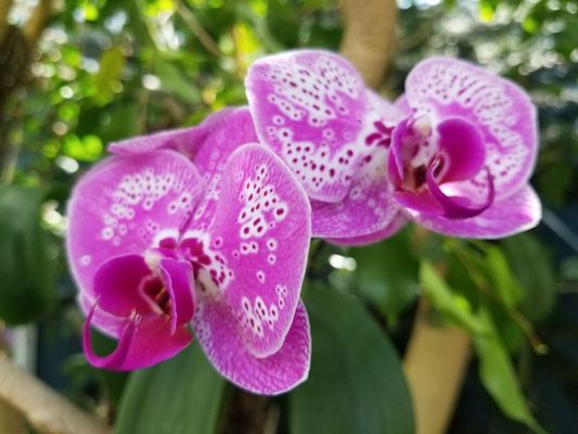 ROGER WILLIAMS PARK BOTANICAL CENTER - 175 Photos & 34 Reviews - 1000 ...