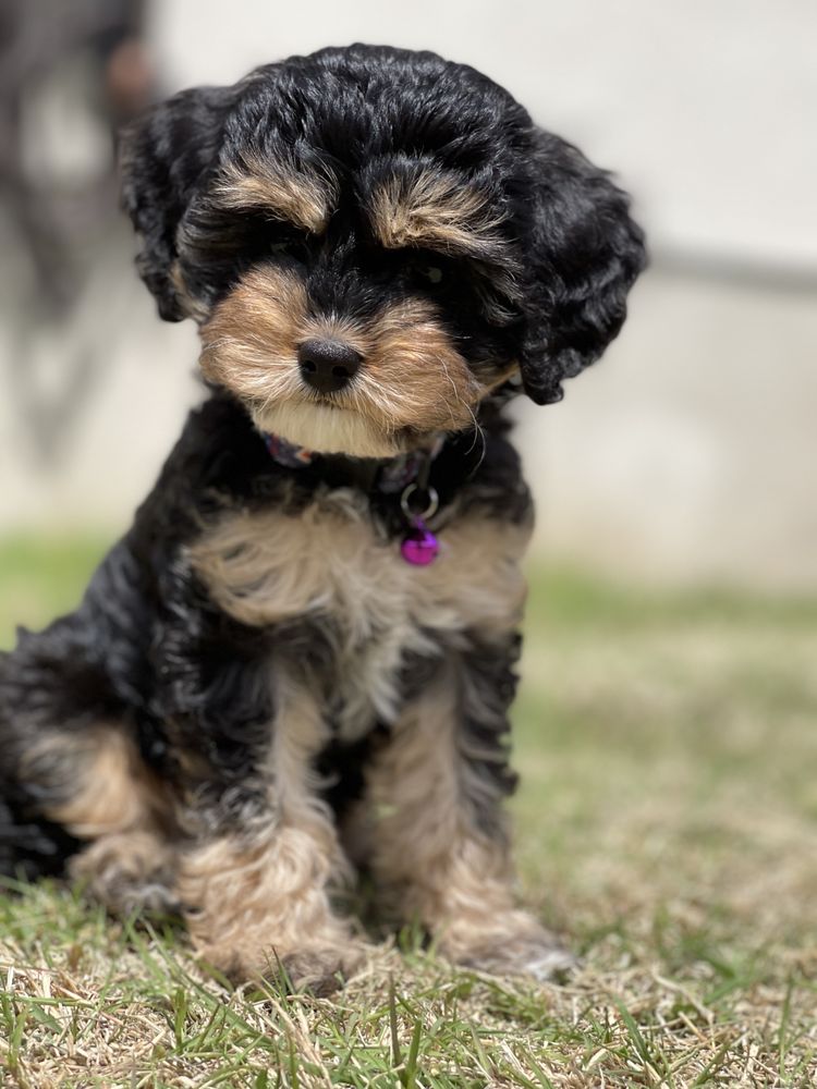 MCDOODLES OF TEXAS - Updated August 2025 - 63 Photos - Georgetown ...