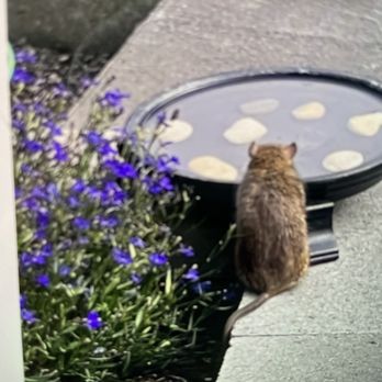 TRIGUARD PEST CONTROL - Updated September 2025 - 61 Photos & 392 ...