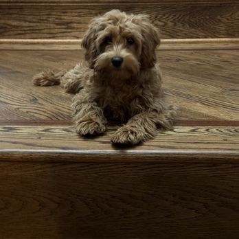 POSH PUPPIES INDIANA - Updated January 2026 - 36 Photos & 24 Reviews ...