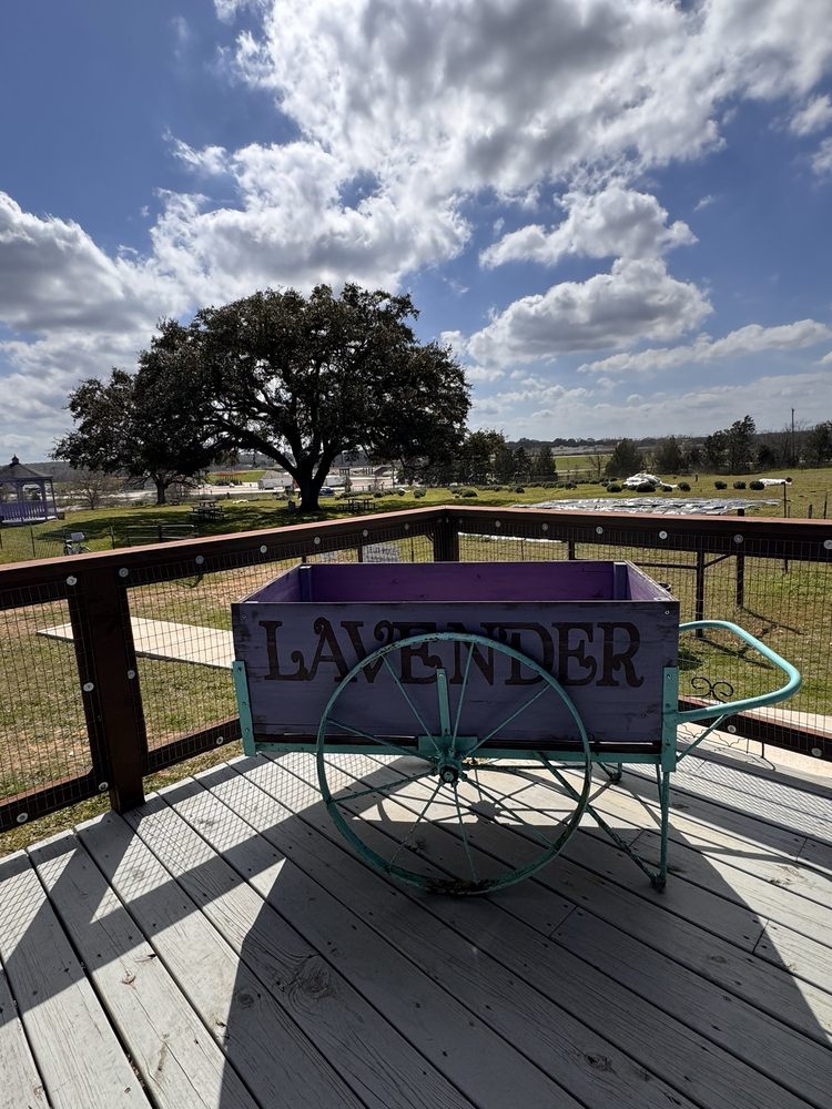 LULING LAVENDER FIELDS - Updated August 2025 - 159 Photos & 34 Reviews ...