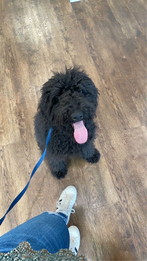 ROWLETT VETERINARY CLINIC - Updated September 2025 - 16 Photos & 71 ...