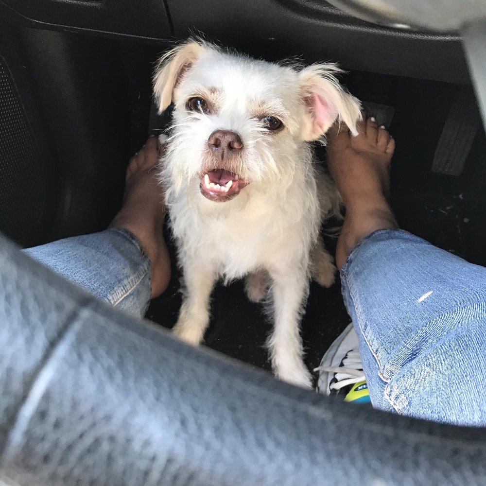 SWAG PETS - Updated April 2024 - 5107 Covington Hwy, Decatur, Georgia ...