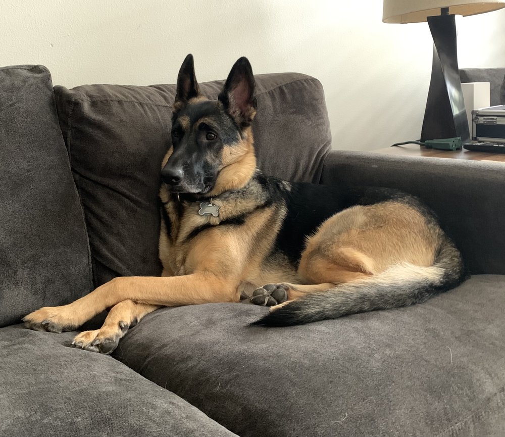 BRANDON FOUCHE - DOG AGGRESSION EXPERT - 50 Photos & 197 Reviews - 5979 ...