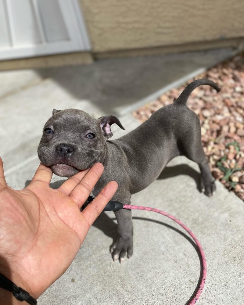 REBELLIOUS K9 - Updated May 2025 - 24 Photos - Las Vegas, Nevada - Pet Training - Phone Number ...