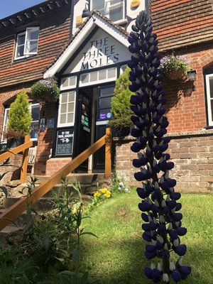 THE THREE MOLES - Updated July 2025 - 17 Photos - Selham Road, Petworth ...