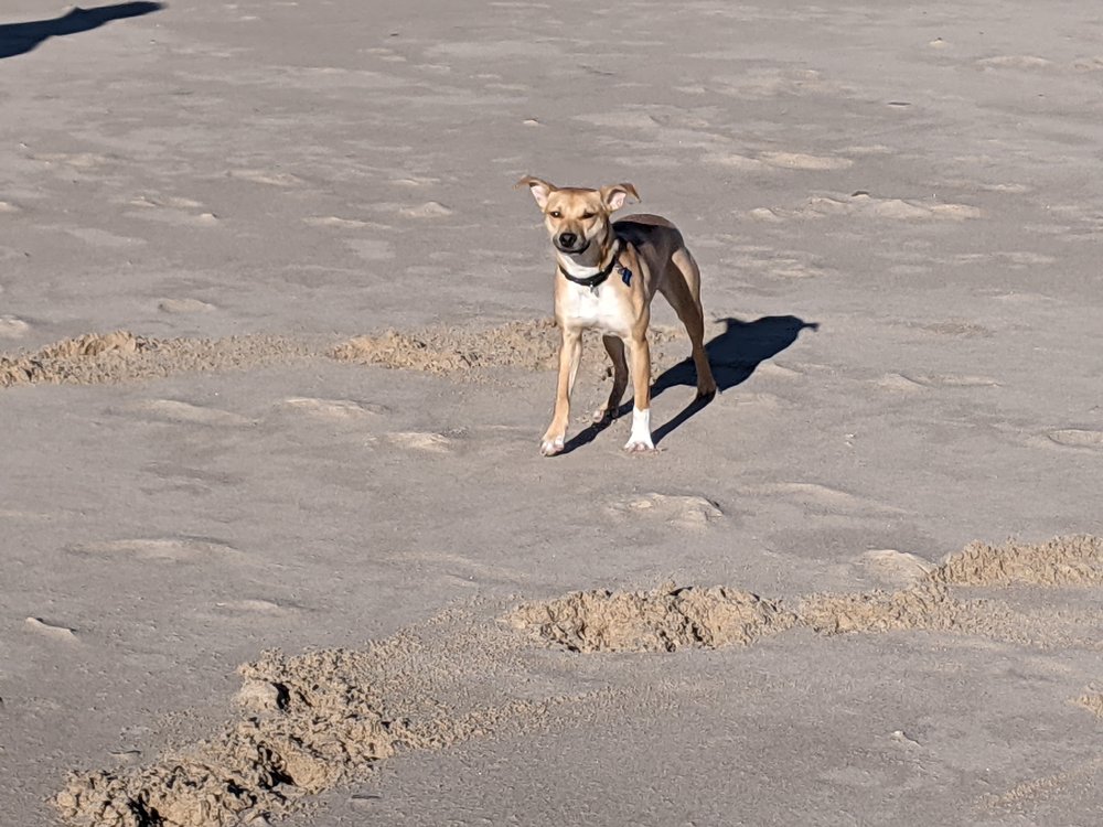 PAWSITIVE PLAY DOG TRAINING - Updated December 2025 - 40 Photos ...