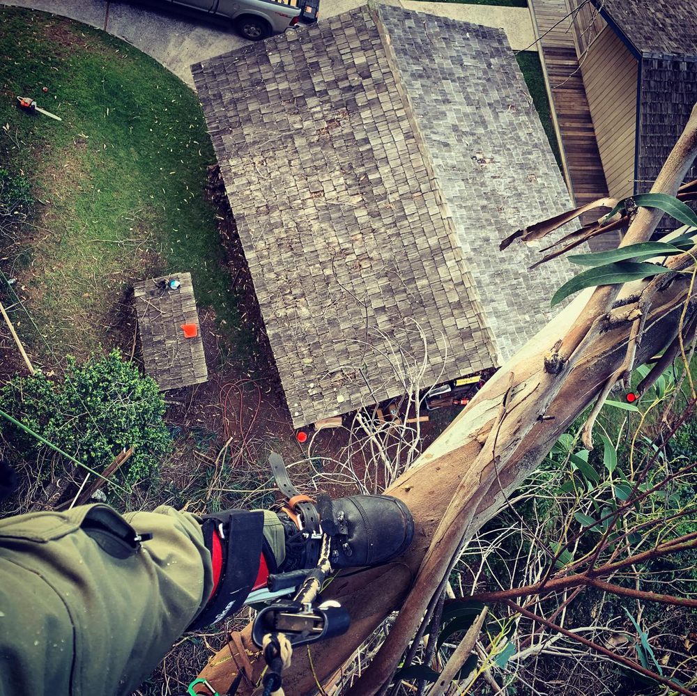 ALOHA TREE WORKS - Updated May 2025 - 22 Photos - Haiku, Hawaii - Tree ...