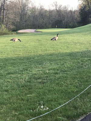 MAINLAND GOLF COURSE - Updated December 2025 - 11 Photos & 24 Reviews ...