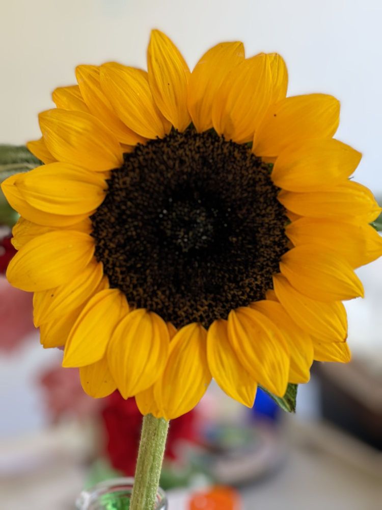 ISOM’S ORCHARD - Updated June 2025 - 44 Photos & 18 Reviews - 24012 US ...