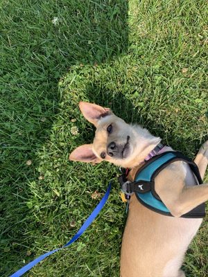 OREGON DOG RESCUE - Updated December 2025 - 50 Photos & 99 Reviews ...