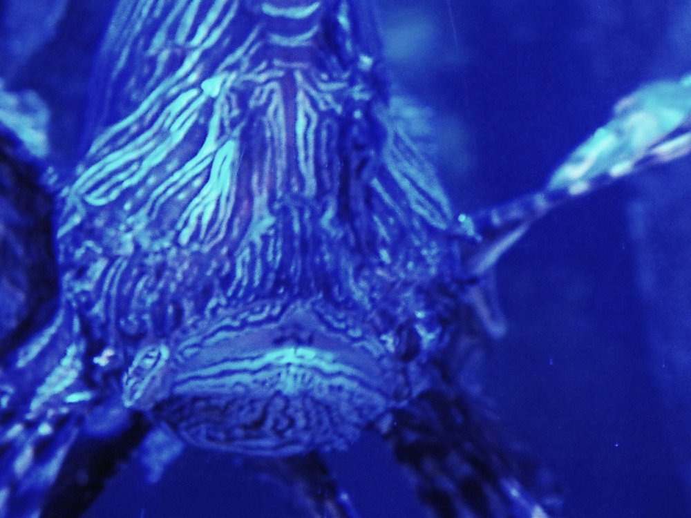 SEA LIFE Arizona Aquarium, Tempe | Roadtrippers