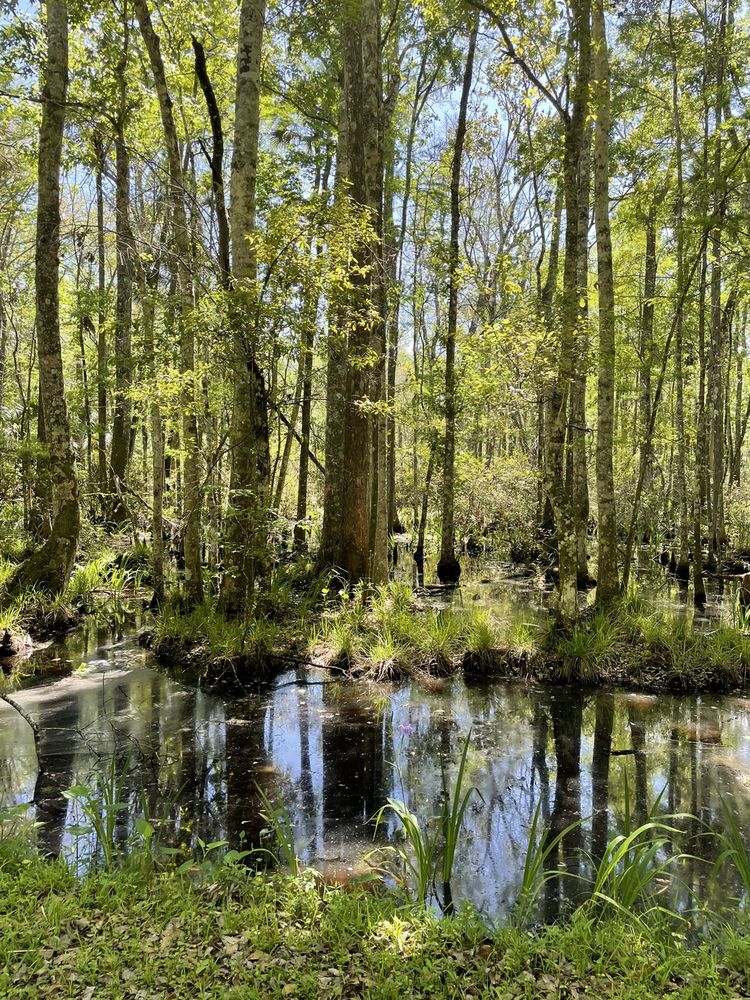 NOCATEE PRESERVE TRAIL - 28 Photos - 501 Davis Park Rd, Ponte Vedra ...