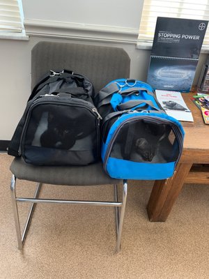 LEWIS ANIMAL HOSPITAL - 11 Photos & 42 Reviews - 2116 Madison Rd ...