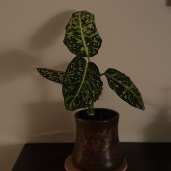 ALDEN LANE NURSERY - Updated September 2025 - 421 Photos & 230 Reviews ...