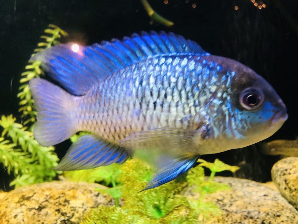 BELL BIRD FARM - 61 Photos & 43 Reviews - 6909 Atlantic Ave, Bell, CA ...