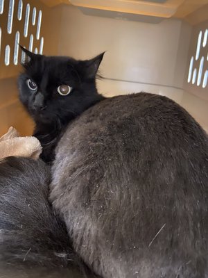 KIMBERLY’S K9 CLUB - Updated October 2025 - 30 Photos - 9016 Garland Rd ...