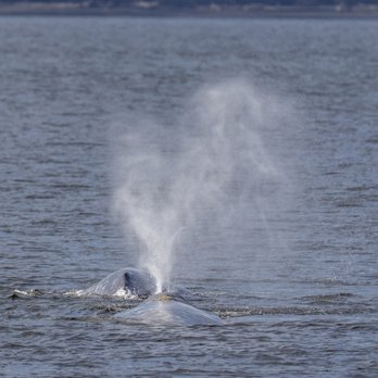 PUGET SOUND EXPRESS - Updated August 2024 - 162 Photos & 70 Reviews ...