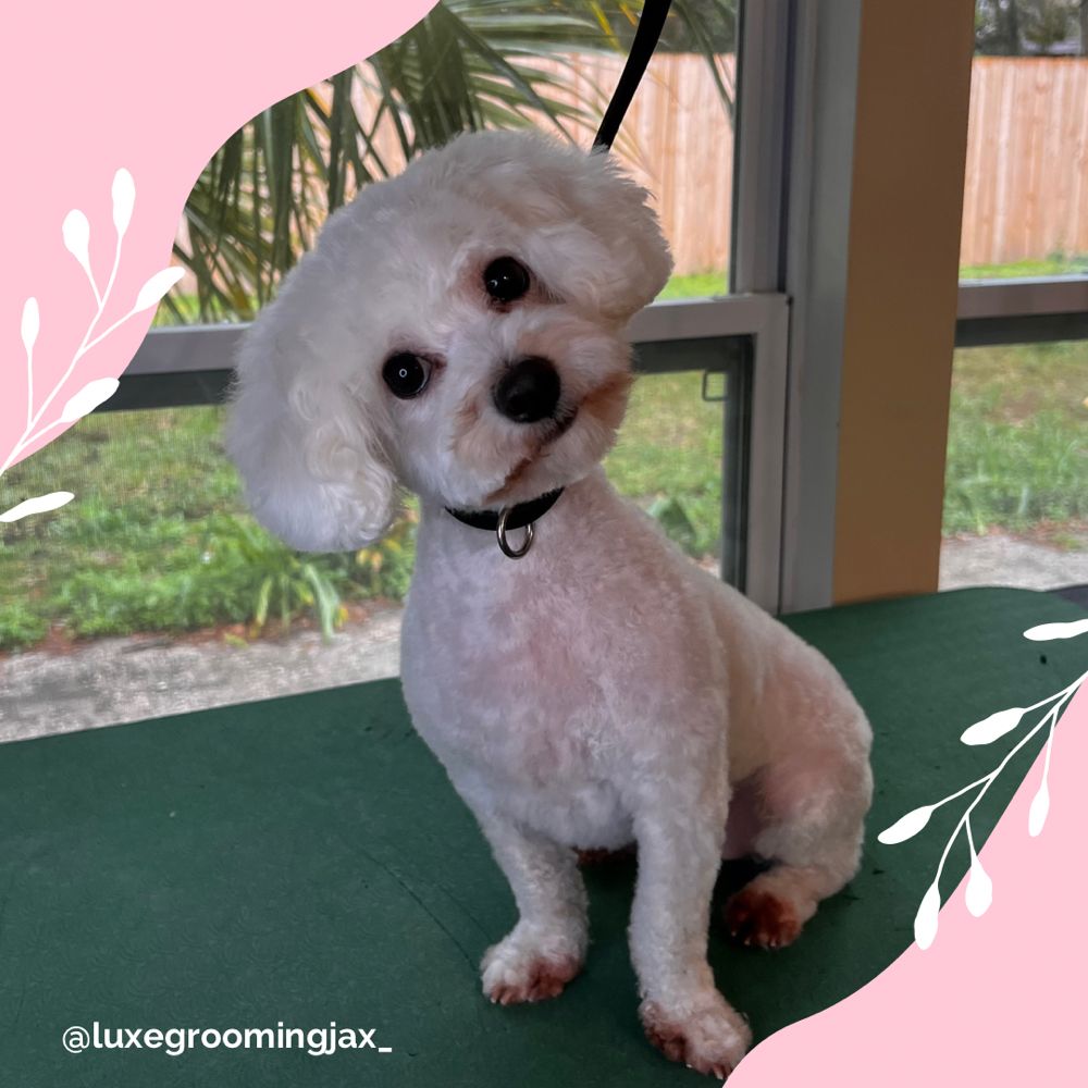 LUXE GROOMING - Updated July 2025 - 19 Photos - Canton , Georgia - Pet ...