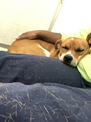 CANINE CONNECTION - Updated January 2026 - 227 Photos & 92 Reviews ...