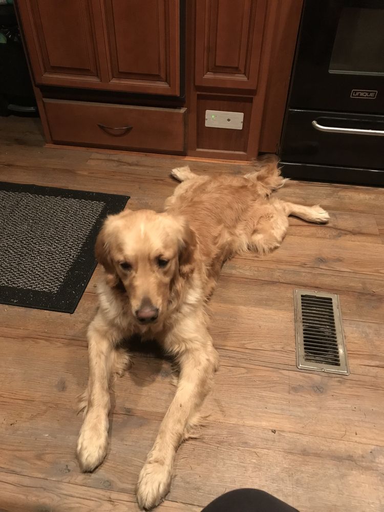 RUFF STUFF DOG SERVICES - Updated May 2025 - 26 Photos & 10 Reviews ...