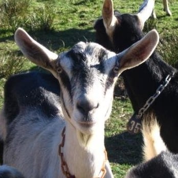 THREE RING FARM AKA RIVERS EDGE CHEVRE - Updated December 2025 - 10 ...