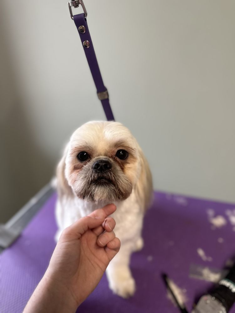 PAWSH PAWS PET PARLOR - 44 Photos - 3710 Abbott Rd, Buffalo, New York ...