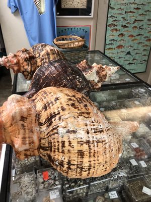 SANIBEL SEASHELL INDUSTRIES - 25 Photos - 905 Fitzhugh St, Sanibel, FL ...