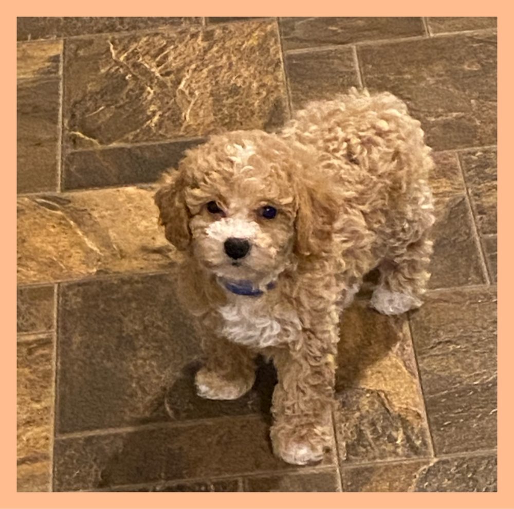 HOOVER BROTHER PUPPIES - Updated July 2025 - 10 Photos - Pembroke ...