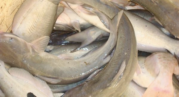 CEDAR CREEK FISH FARM - Updated December 2025 - 7270 Matt Hair Rd ...