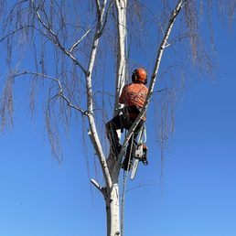 Terry's Tree Service Reviews | Read Customer Service Reviews of ...