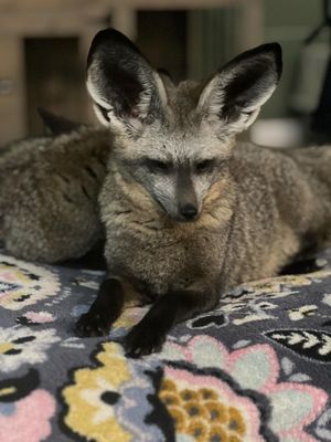 FUNKY MONKEY RANCH - Updated December 2025 - 57 Photos - 4965 Oak Grove ...