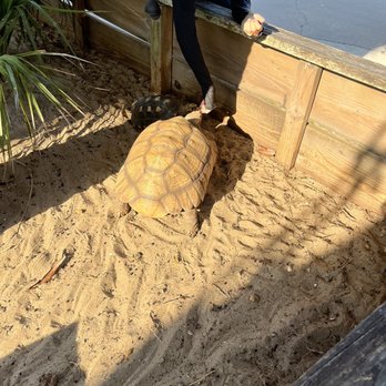 SURFIN’ TURTLE ICE CREAM SHOPPE - Updated April 2025 - 76 Photos & 114 ...