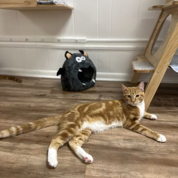 CATFE MONTCLAIR - Updated December 2025 - 35 Photos & 12 Reviews - 356 ...