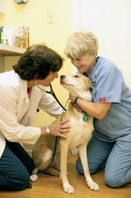 NORWELL VETERINARY HOSPITAL - Updated December 2025 - 10 Photos & 45 ...