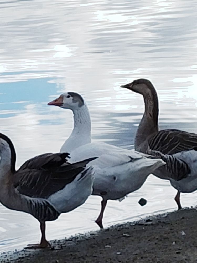 TEGLIA’S PARADISE PARK ACTIVITY CENTER - Updated January 2026 - 32 ...