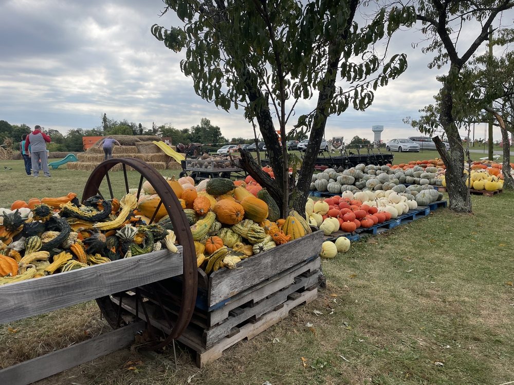 MINK AND WALTERS PUMPKIN PATCH - 60 Photos - 2270 Springfield Rd ...