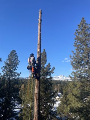 SPAR TREE - Updated September 2025 - 12 Photos - Bend, Oregon - Tree ...