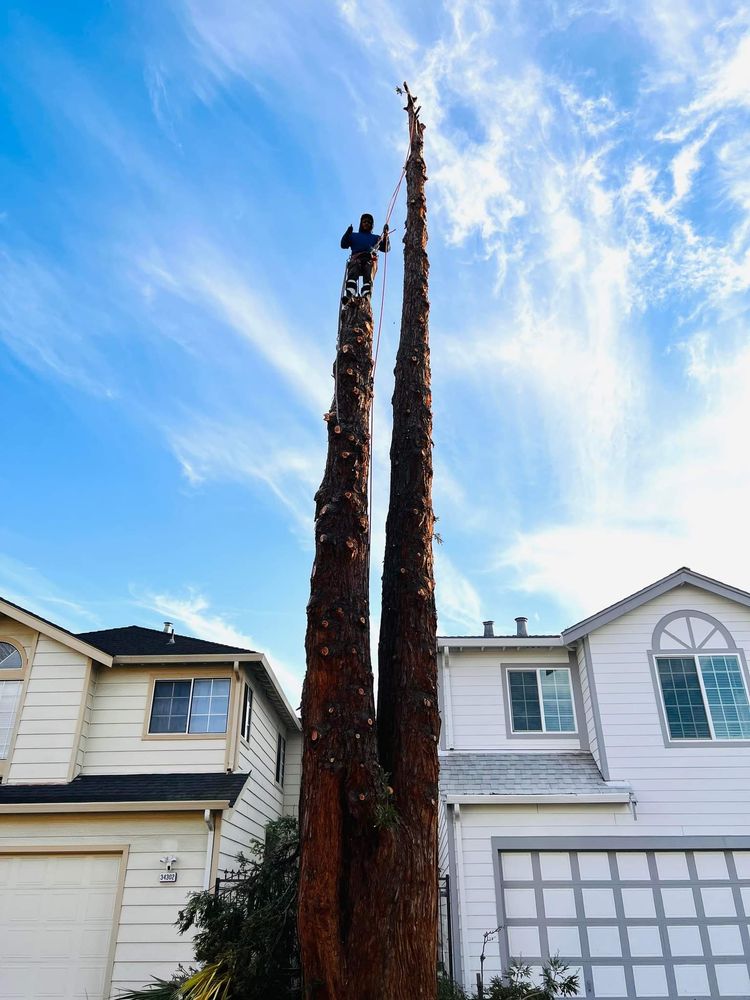 ML TREE SERVICE - 50 Photos & 27 Reviews - 719 Whipple Redwood City ...