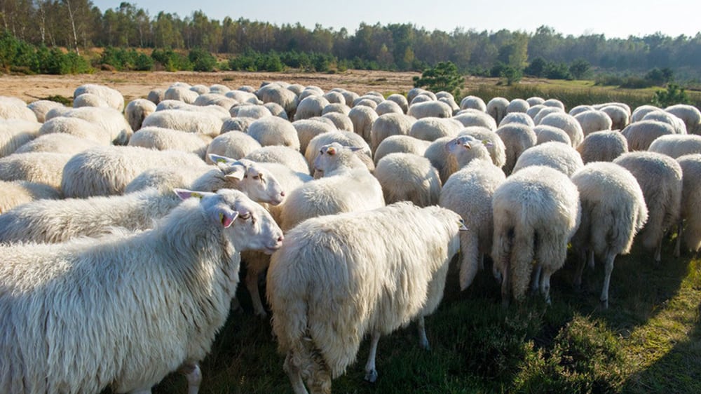 TRIPLE V RANCH - Updated July 2025 - 600 Red Top Rd, Poolville, Texas ...