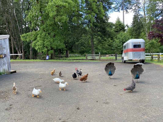 CORBETT FARM - Updated May 2025 - 42 Photos & 24 Reviews - 44350 SE ...