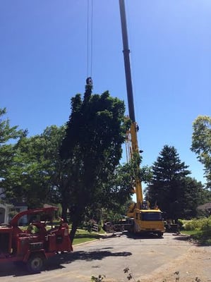 ARBOR BARBER TREE SERVICE - Updated December 2025 - 15 Photos & 14 ...