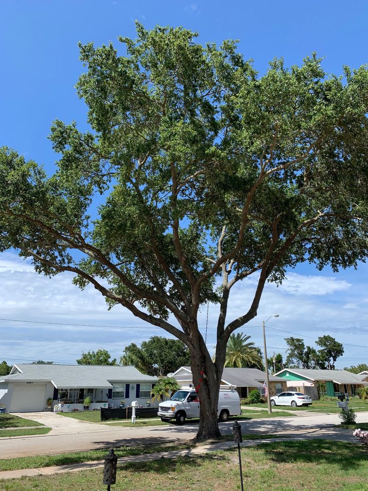 JOEY TREE - Updated December 2025 - 10 Photos - St Petersburg, Florida ...